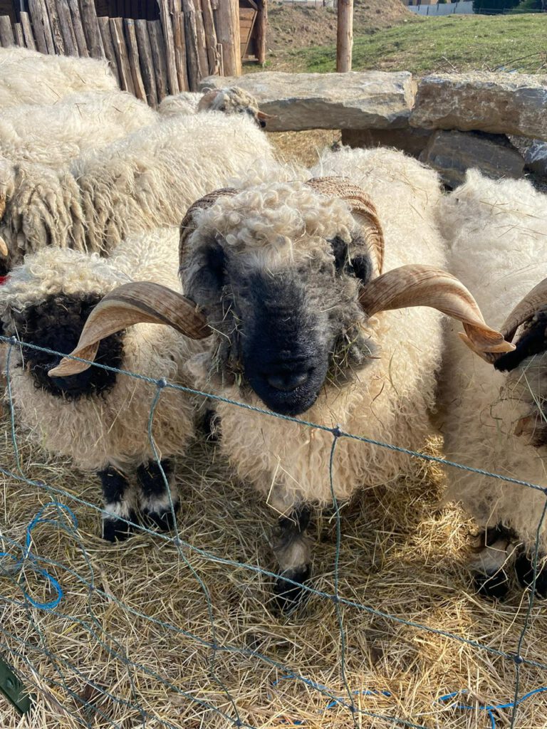 Walliser Schwarznasen Schafe - Hof Keim